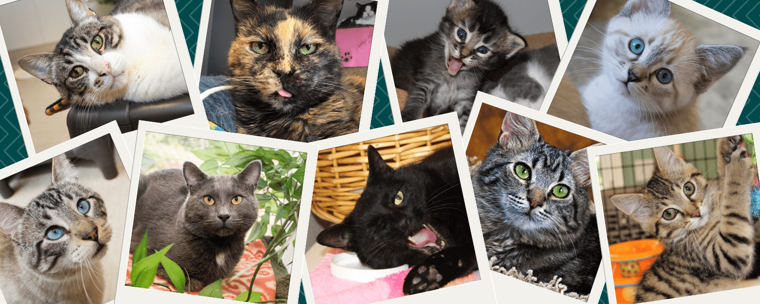 The Average Joe CAT PHOTO CONTEST! • Purrfect Pals