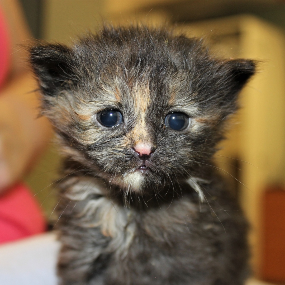 Home • Purrfect Pals