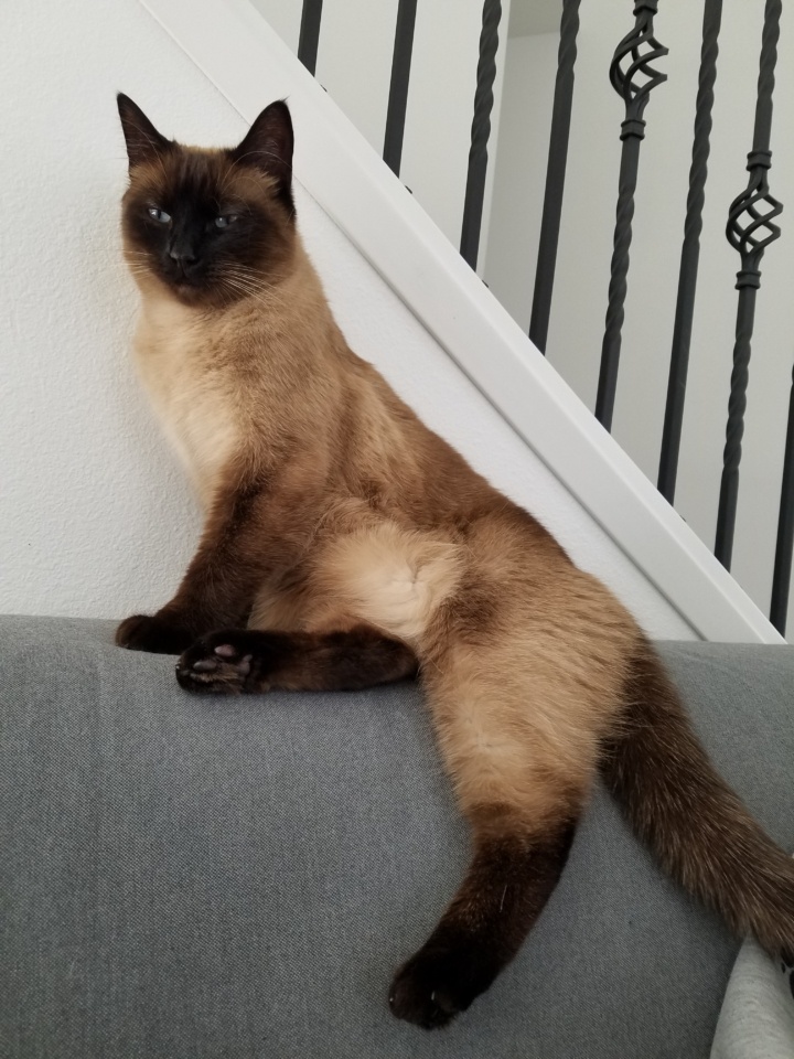 Penni • Purrfect Pals